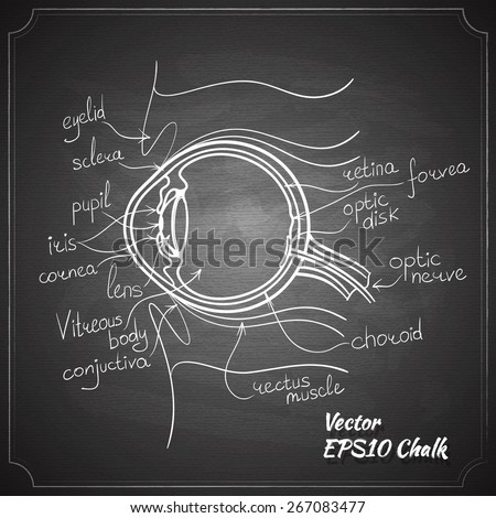 Eye Anatomy Chalk Painted On Chalkboard Stock Vector (Royalty Free ...
