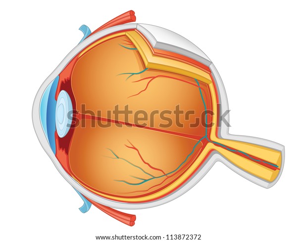 Eye Anatomy Vector Illustration Stock Vector (Royalty Free) 113872372 ...