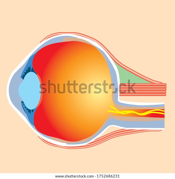 Eye Ball Human Body Anatomy Vector Stock Vector (Royalty Free ...