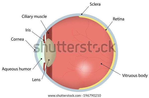 Eye Cross Section Labeled Diagram: стоковая векторная графика (без ...