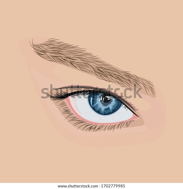 Eye Vector Illustration Eyes Vector Realistic Stock Vector (Royalty ...