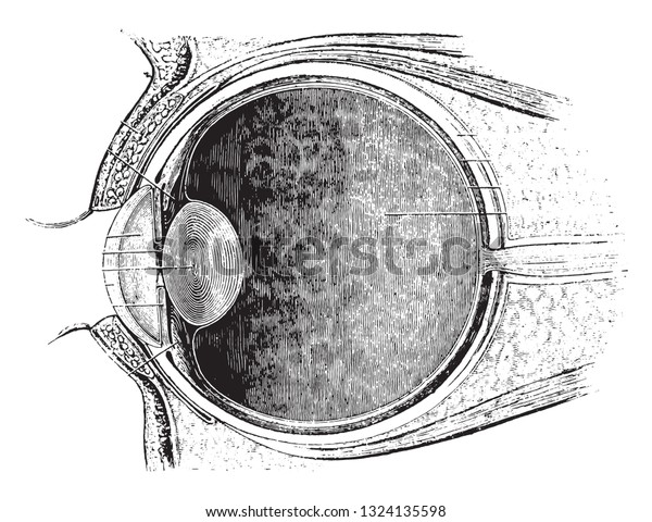 Eye Vertical Section Through Middle Bulb Stock Vector (Royalty Free ...