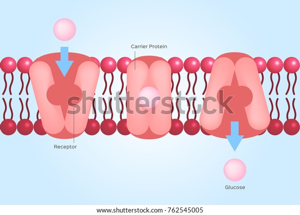 Facilitated Diffusion Facilitated Transport Cell Anatomy Stock Vector ...