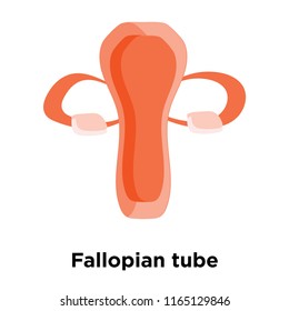 Fallopian Tube Icon Vector Isolated On Stock Vector (Royalty Free ...
