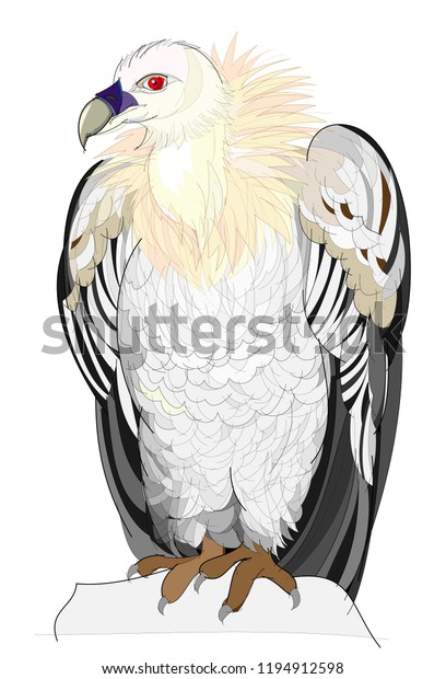 Fantasy Illustration Cute Vulture On White Stock Vector (Royalty Free ...