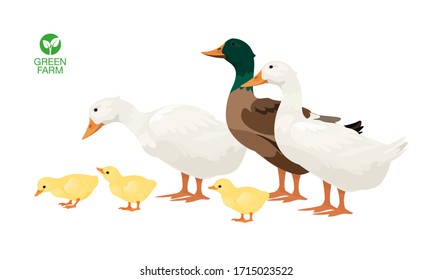Farm Animals Duck Set Vector Illustration Stock Vector (Royalty Free ...
