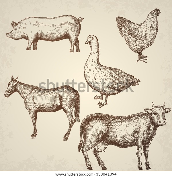 Farm collection. Hand drawn isolated elements.