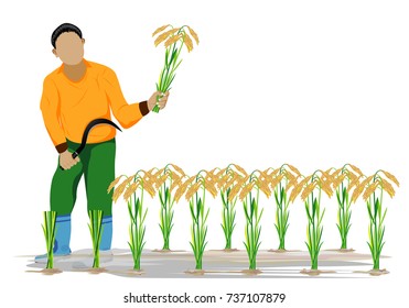 Farmer Harvest Rice Vector Design Stock Vector (Royalty Free) 737107879 ...