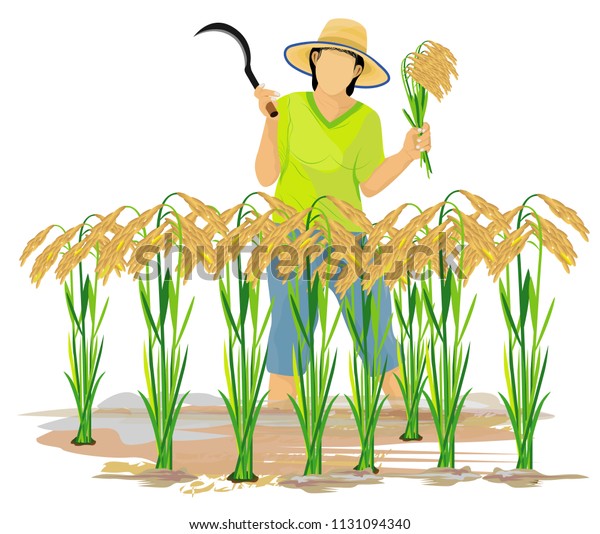 Farmer Harvest Rice Vector Design: เวกเตอร์สต็อก (ปลอดค่าลิขสิทธิ์ ...