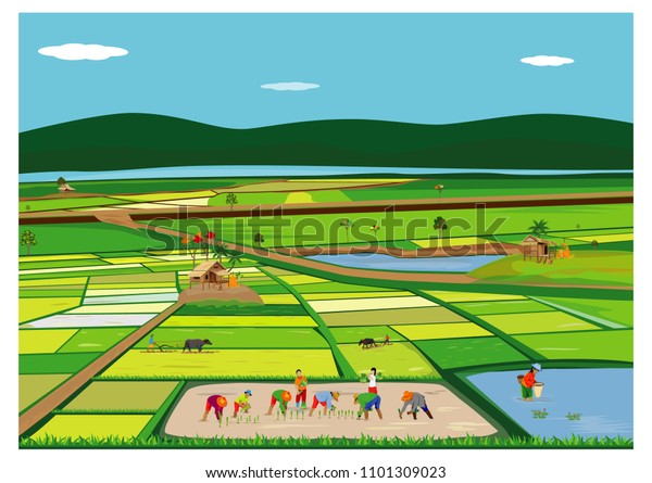Farmer Transplant Rice Seeding Vector Design Stock Vector (Royalty Free ...