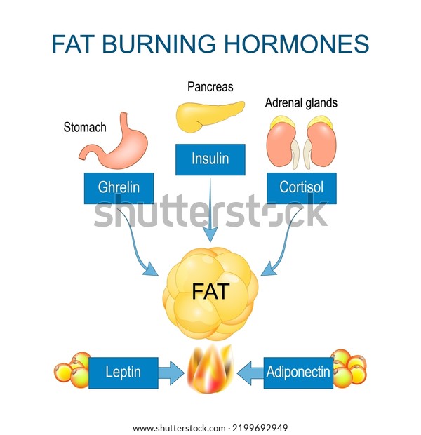 Hormonas quemadoras de grasa. Adiponectina, Leptin,: vector de stock ...