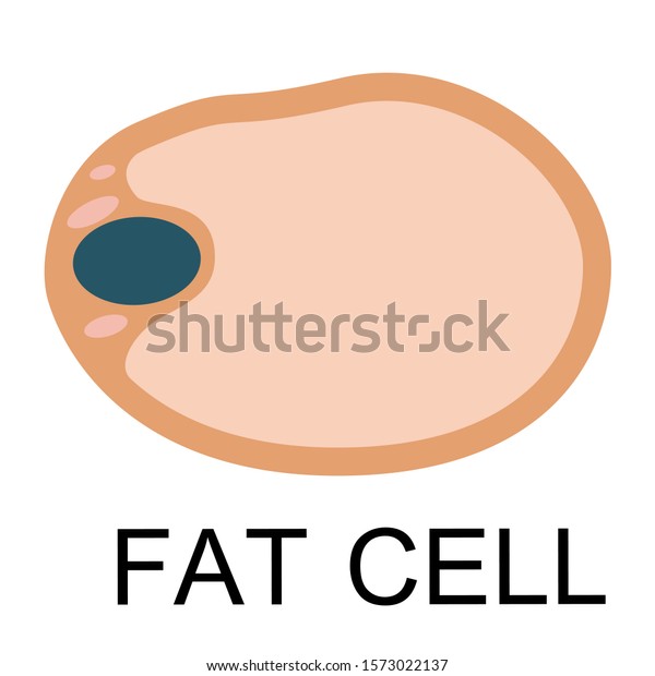 Fat Cell Vector Isolated White Background Stock Vector (Royalty Free ...
