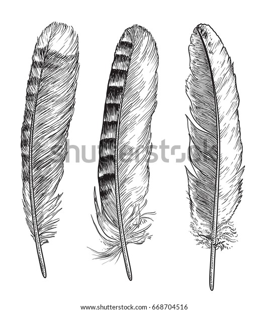 Feather Illustration Drawing Engraving Ink Line Stock Vector (Royalty ...