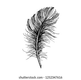 Hand Draw Bird Feather Style Sketch Stock Vector (Royalty Free) 329090492