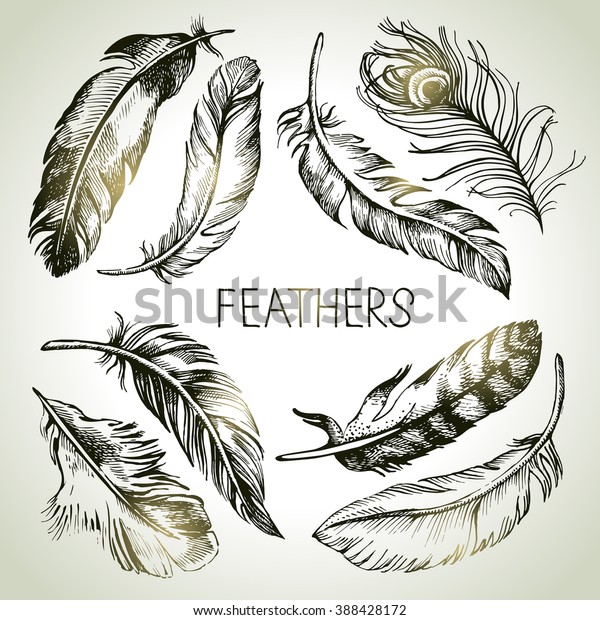 Feather Sketch Set Hand Drawn Vector Stock Vector (Royalty Free ...