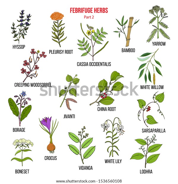 Febrifuge Herbs Collection Part 2 Hand Stock Vector (Royalty Free ...