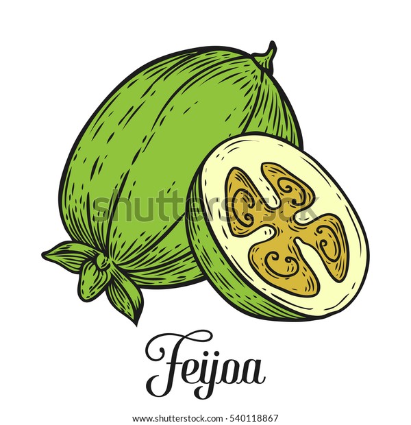 Feijoa Fruit Sketch Hand Drawn Vector Stock Vector (Royalty Free ...
