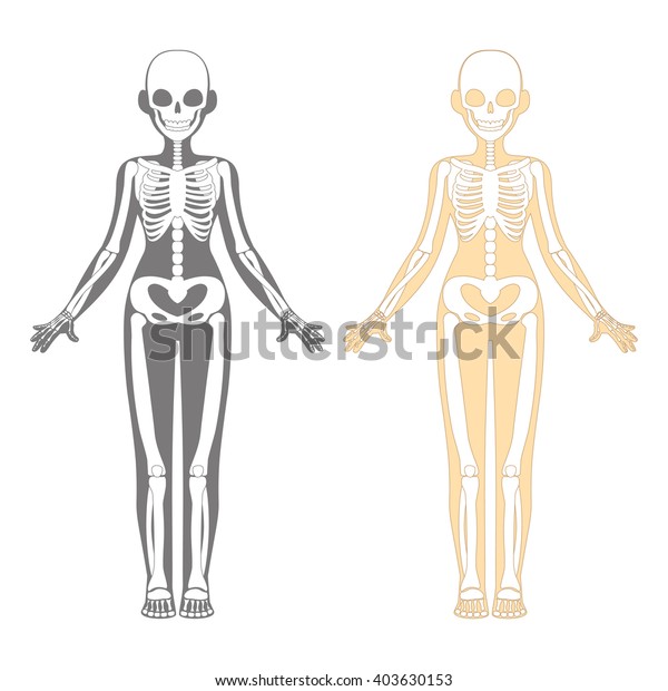Female Body Human Skeleton System Vector Stock Vector (Royalty Free ...