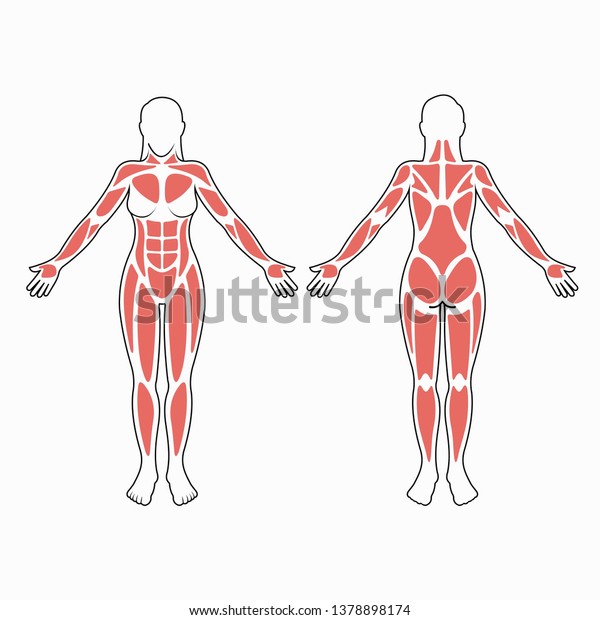Female Body Muscles Vector Stock Vector (Royalty Free) 1378898174