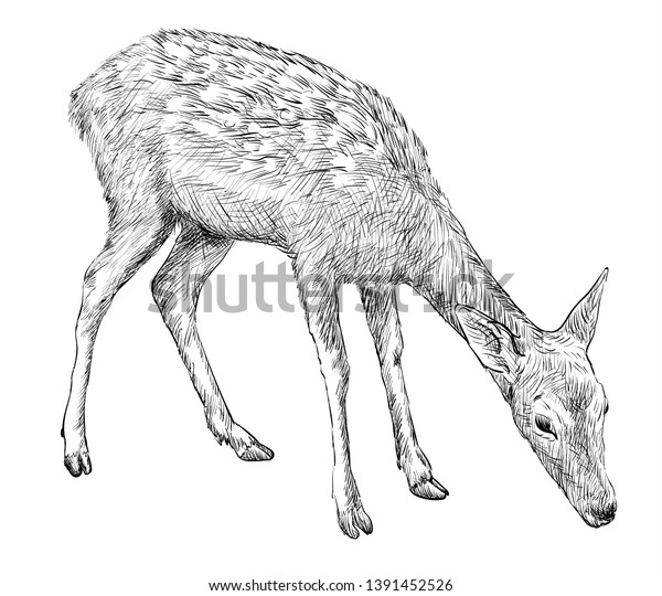 Female Doe Deer Hand Drawn Illustration Stock Vector (Royalty Free ...