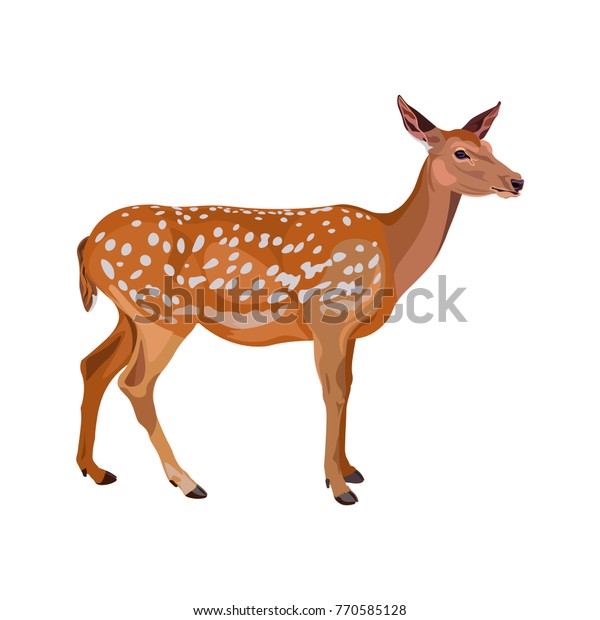 Female Fallow Deer Vector Illustration Isolated Stock Vector (Royalty ...