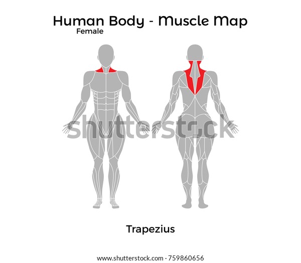 Female Human Body - Muscle map, Trapezius. Vector Illustration - EPS10.