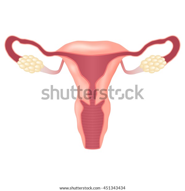 Female Reproductive System Uterus Ovaries Scheme Stock Vector My Xxx