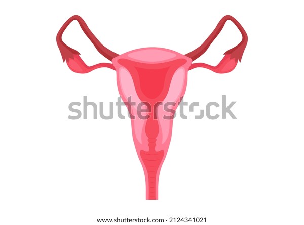 Female Reproductive Systems On White Background เวกเตอร์สต็อก ปลอดค่า