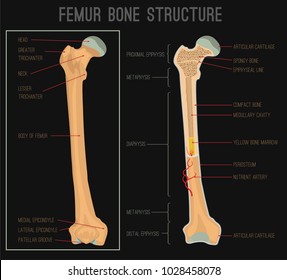 Femur Bone Structure Human Health Concept Stock Vector (Royalty Free ...