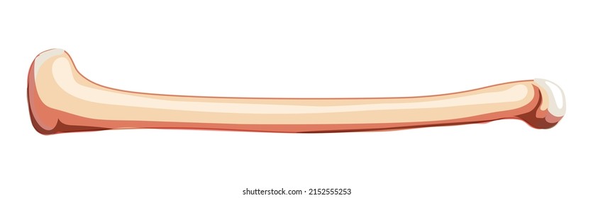 Femur Thigh Bone Skeleton Human Side Stock Vector (Royalty Free ...
