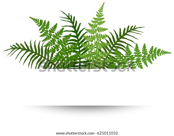 Fern frond quadro ilustração vetorial. A planta de Polypodiophyta deixa ... Fern frond quadro ilustração vetorial. A planta de Polypodiophyta deixa ...