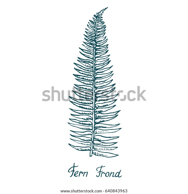 Fern Frond Leaf Hand Drawn Doodle Stock Vector (Royalty Free) 640843963 ...