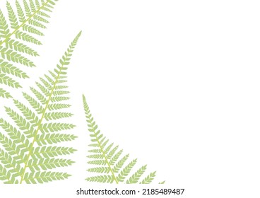 11,936 Text fern Images, Stock Photos & Vectors | Shutterstock