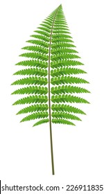 7,844 Fern cartoon Images, Stock Photos & Vectors | Shutterstock