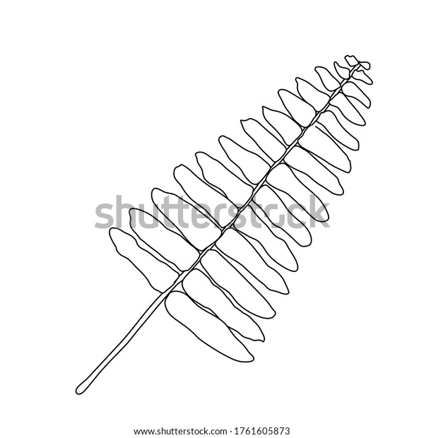 Fern Leaf Vector Isolated Illustration Ancient Stock Vector (Royalty ...