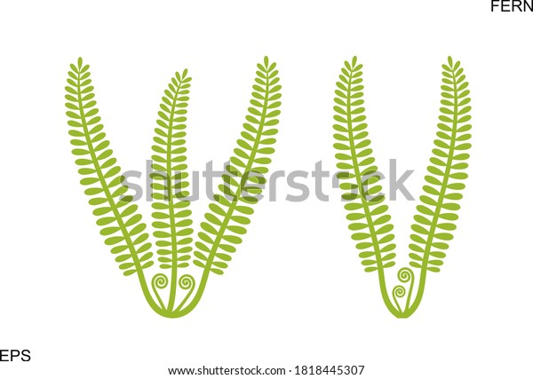 Fern Logo Isolated Fern On White Stock Vector (Royalty Free) 1818445307 ...