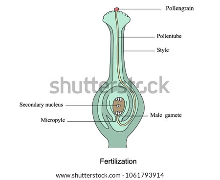 Fertilization Flowering Plant Stock Vector (Royalty Free) 1061793914 ...