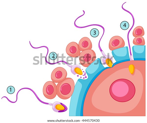 Fertilization Human Body Illustration Stock Vector (Royalty Free) 444570430