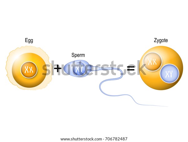Fertilization Zygote Egg Plus Sperm Genetically Stock Vector (Royalty ... Fertilization Zygote Egg Plus Sperm Genetically Stock Vector (Royalty ...