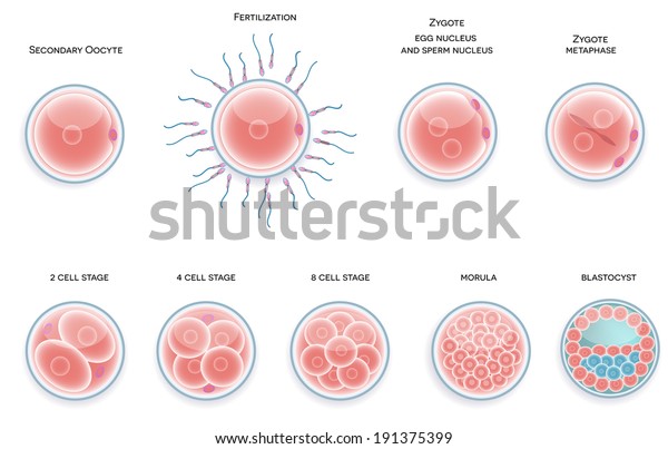 Fertilized Cell Development Stages Fertilization Till Stock Vector ...