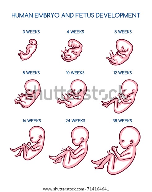 Fetal Development Vector Illustration Pregnancy Antenatal Stock Vector ...
