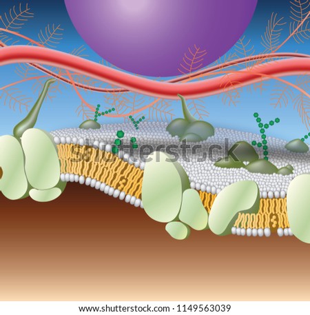 Fibers Extracellular Matrix Stock Vector (Royalty Free) 1149563039 ...