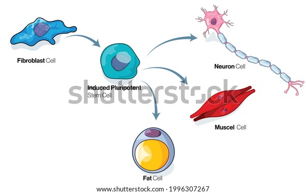 Fibroblast Cell Differentiation Pathway Illustration Cellular Stock ...