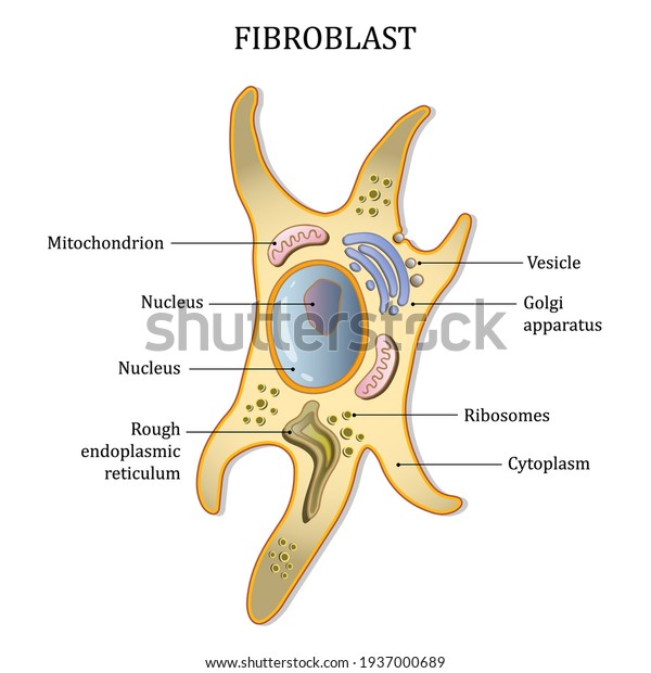 Fibroblast Cell Structure Connective Tissue Cell Stock Vector (Royalty ...
