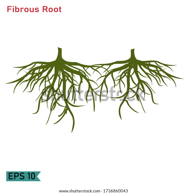 Fibrous Roots Flat Design Root Silhouette Stock Vector (Royalty Free ...
