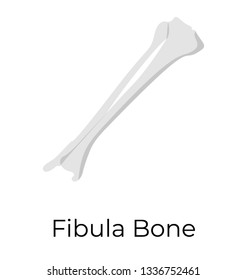 Fibula Images, Stock Photos & Vectors | Shutterstock