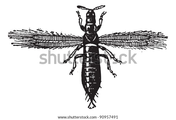 Fig 4 Thrips Neuropteris Thunderbugs Thunderflies Stock Vector (Royalty ...