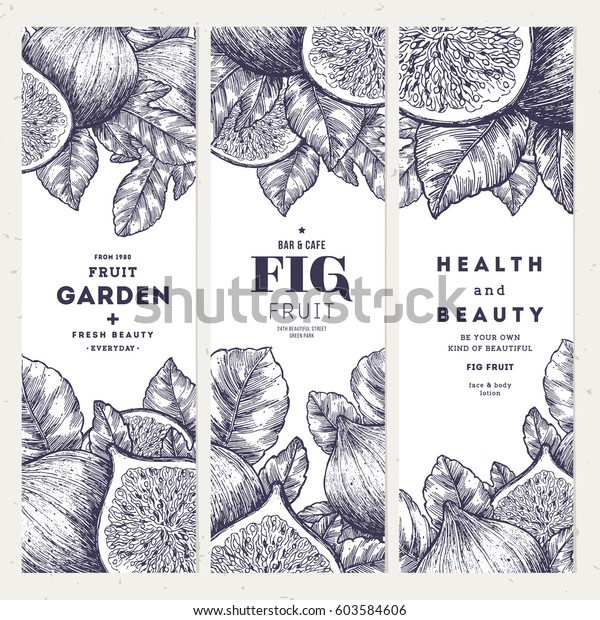 Fig Banner Template Set Fruit Vertical Stock Vector (Royalty Free ...