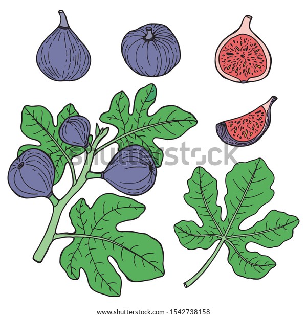 Fig Fruit Drawing Sketch Style Hand Stock Vector (Royalty Free ...