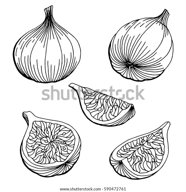 Fig Graphic Set Black White Isolated Stock Vector (Royalty Free) 590472761